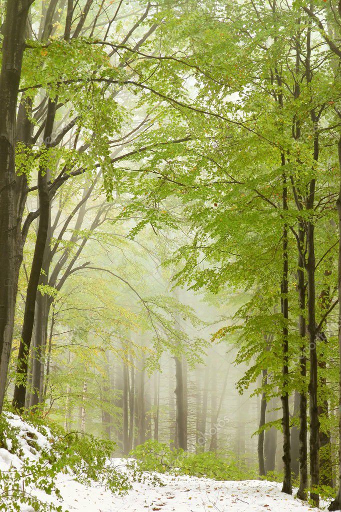 Path in misty spring forest — Stock Photo © nature78 #4328686
