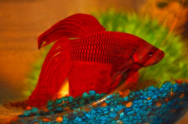 2,547 Beta fish Stock Photos, Images | Download Beta fish Pictures on ...