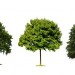 Three beautiful tree isolated Stock Photo by ©majaFOTO 3165051