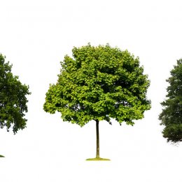 Elm tree Stock Photos, Royalty Free Elm tree Images | Depositphotos