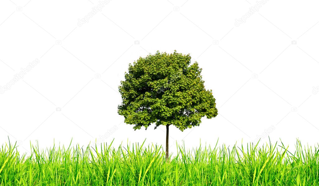 Maple tree and green grass isolated on white — Stock Photo © majaFOTO ...