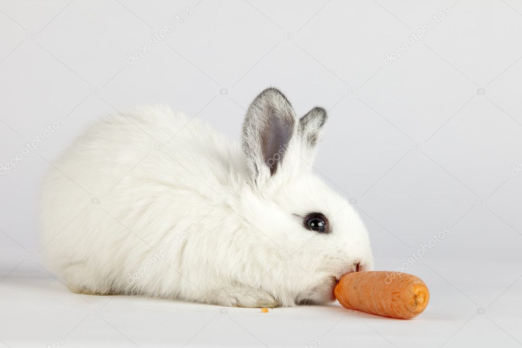 White rabbit biting a carrot — Stock Photo © IgooAna #5351388