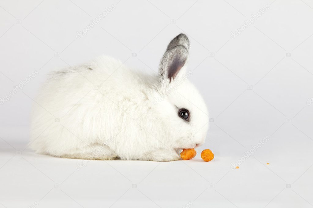 Cute bunny eating carrots — Stock Photo © IgooAna #5351391