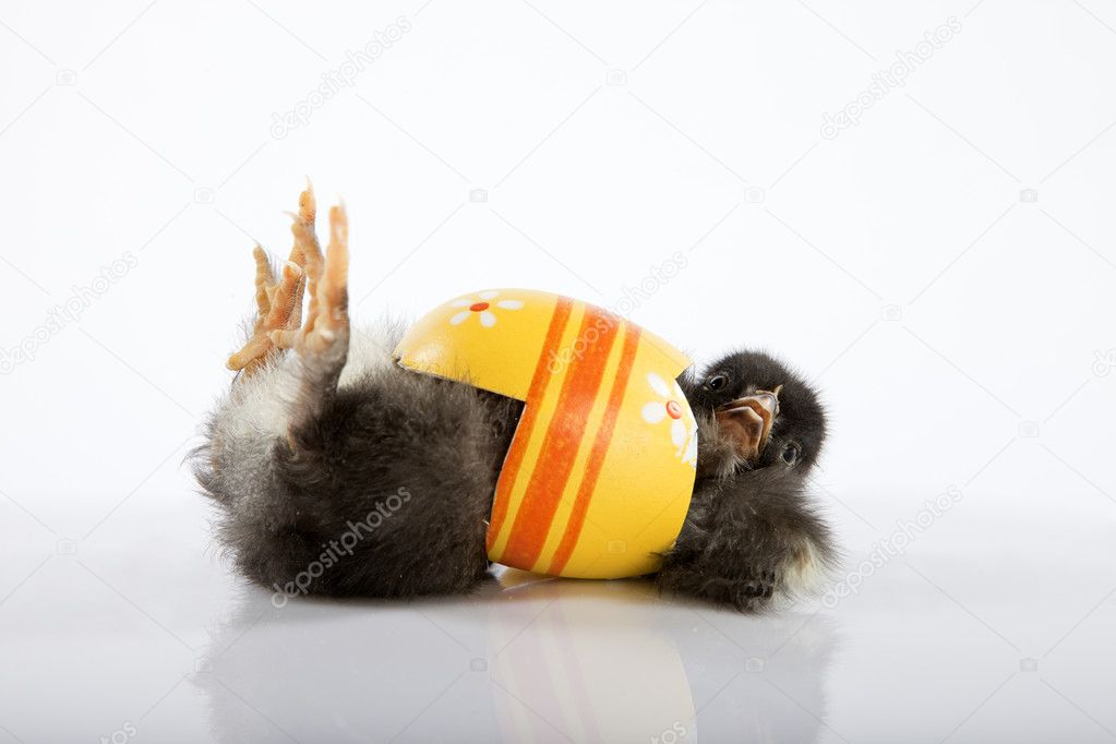 Black baby chick falling — Stock Photo © IgooAna #5351516