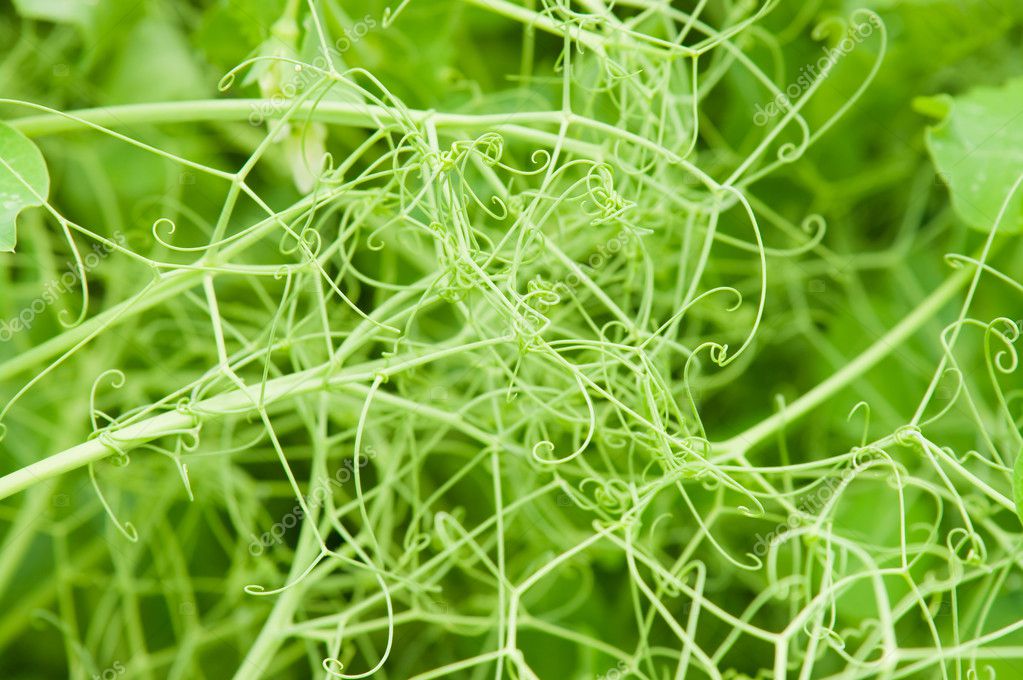 Pea plants with tendrils — Stock Photo © soloir #4909541