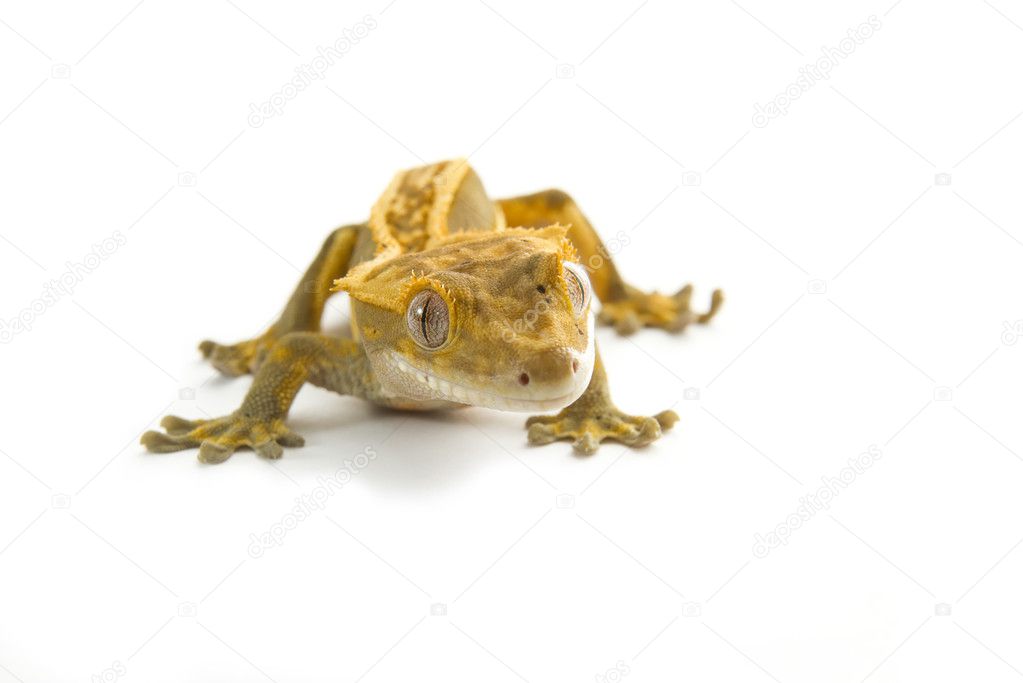 Small Gecko — Stock Photo © humbak #5099941