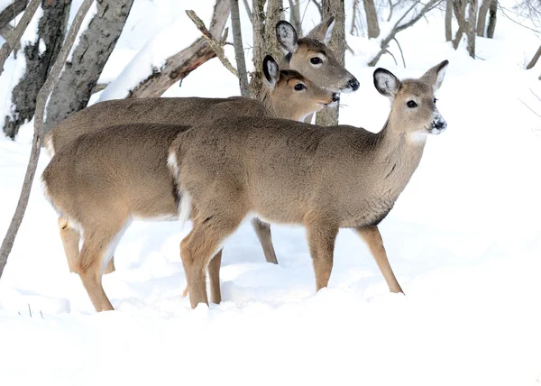Whitetail Deer Yearling And Doe — Stock Photo © brm1949 #4648703