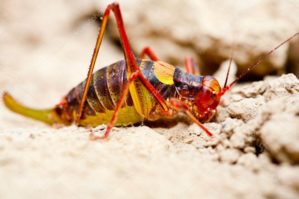 Yellow and red cricket — Stock Photo © Xalanx #4049217
