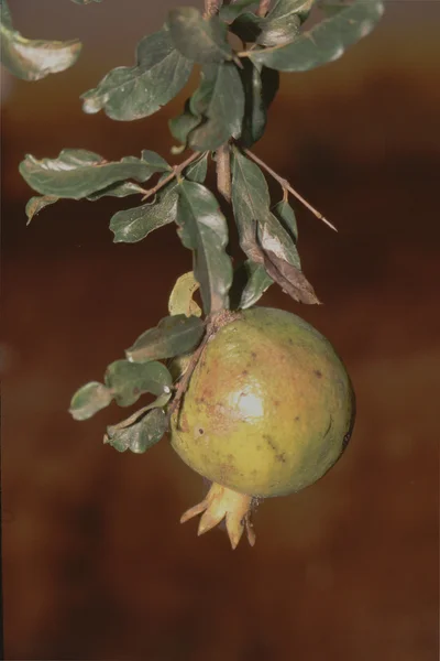 20,000,000+ imágenes de Maca planta libres de derechos | Depositphotos