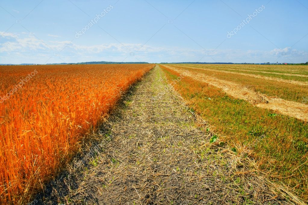 Ripe wheat and harvested barley fields — Stock Photo © Mirage3 #3994184