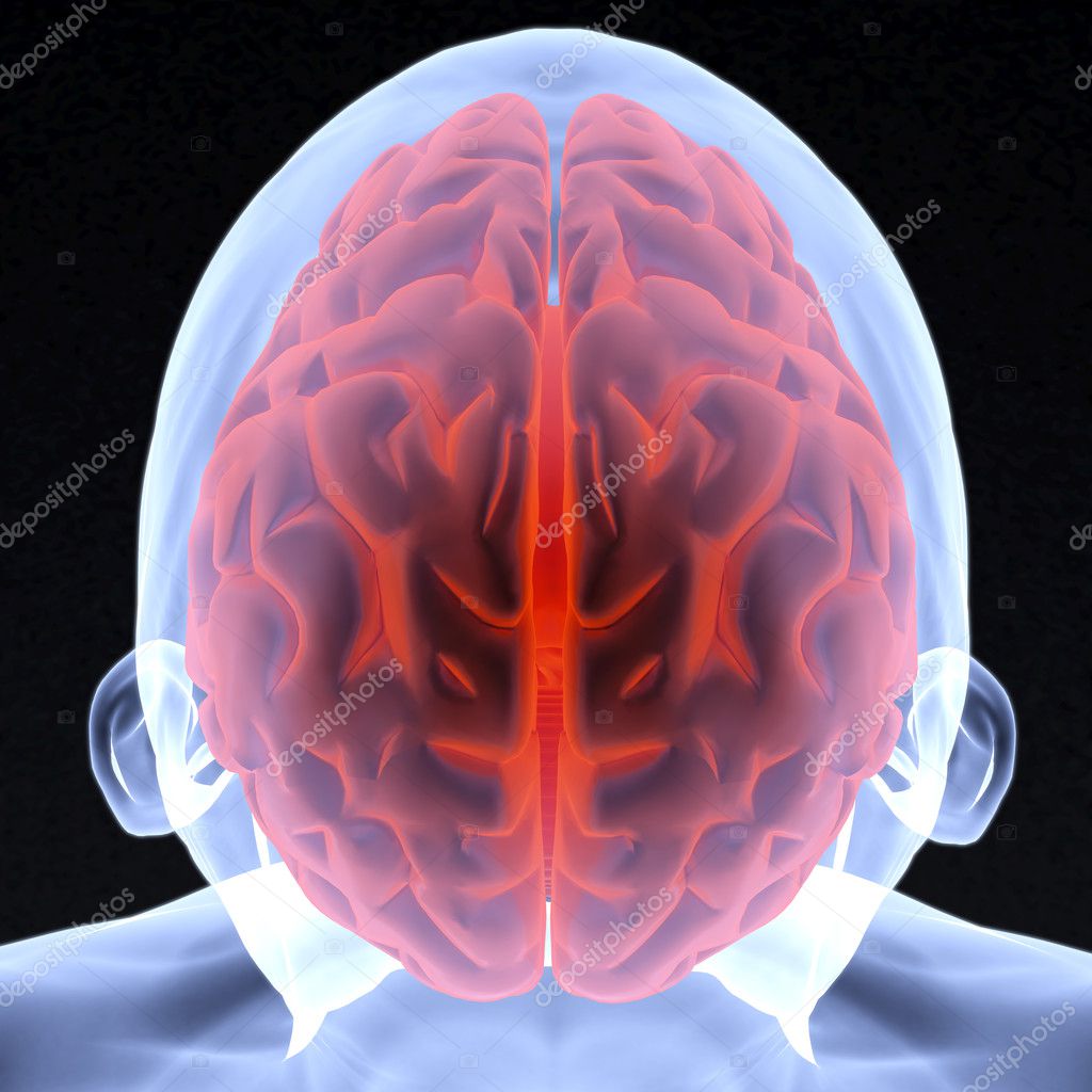 Brain — Stock Photo © dimdimich #4019452
