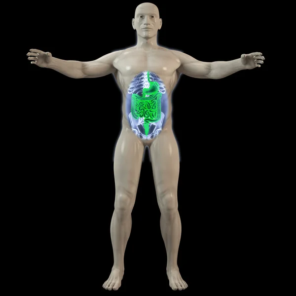 28 Green screen human torso Stock Photos, Green screen human torso ...