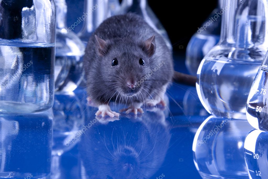 Rat in laboratory, test on animals model