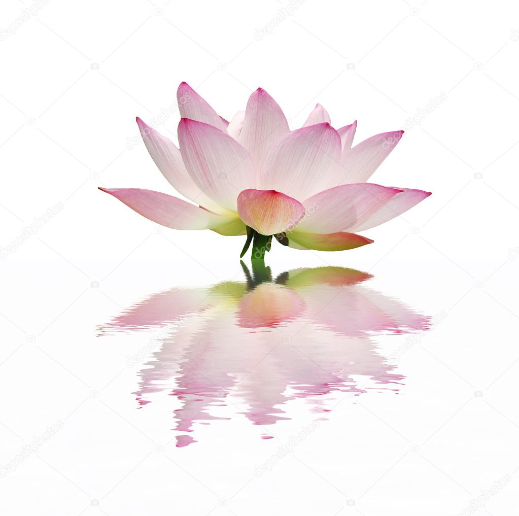 Beautiful lotus — Stock Photo © firefox #4125439