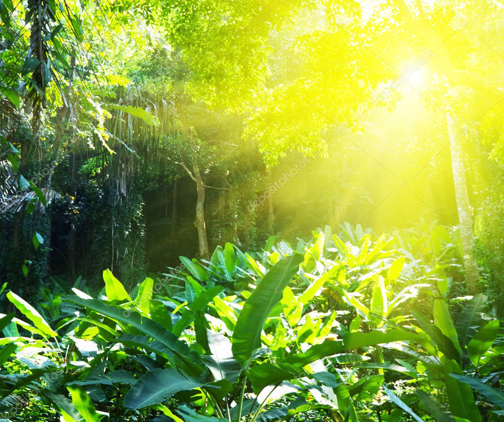 Sunny jungle Stock Photo by ©kamchatka 5102431