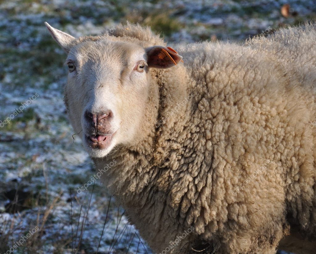 Sheep face — Stock Photo © sanddebeautheil #4892585