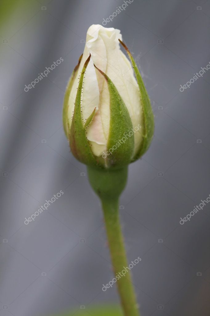 Bud of a white rose Stock Photo by ©saras66 4472443