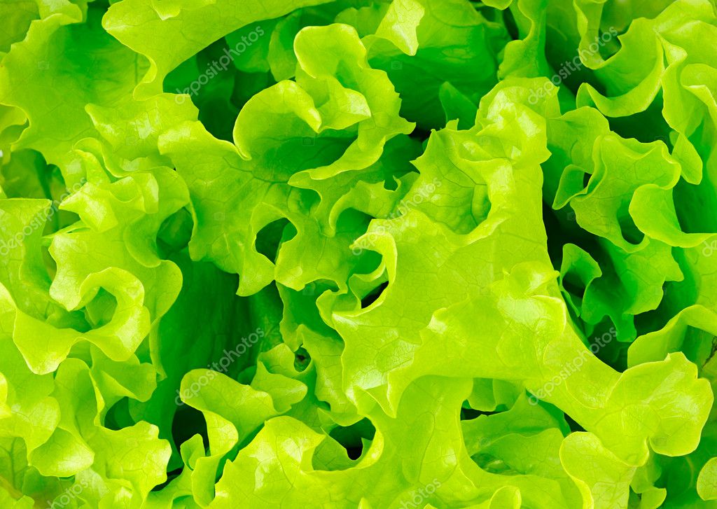 Lettuce texture Stock Photo by ©photomaru 4661591