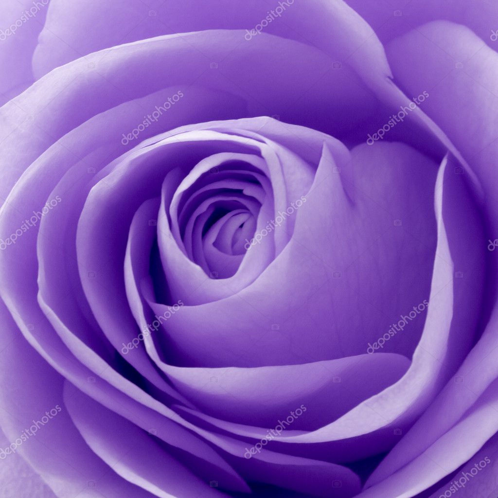 Violet rose macro — Stock Photo © kubais #5229837