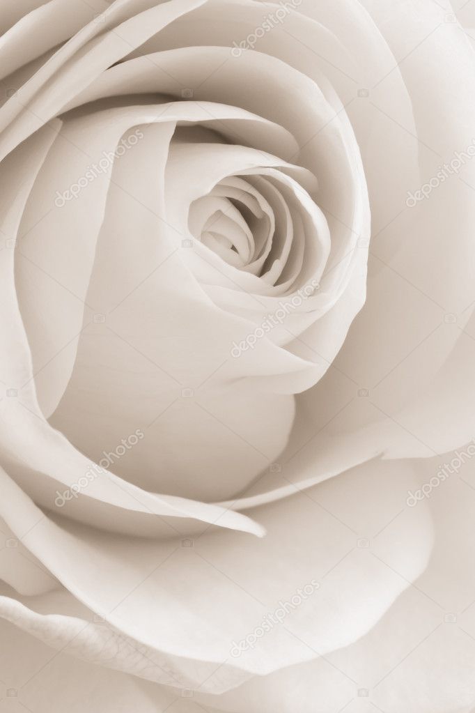White rose macro — Stock Photo © kubais #5297127