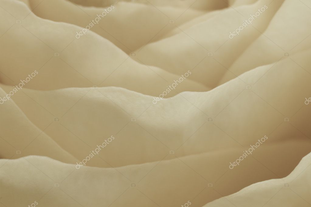 White rose macro — Stock Photo © kubais #5298020