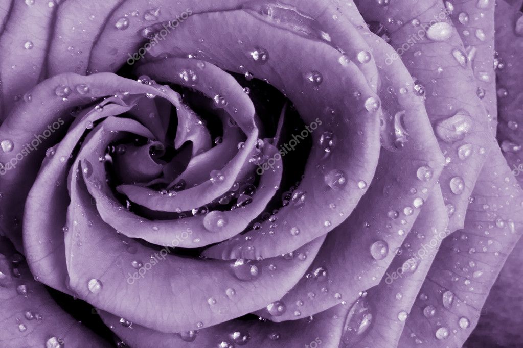Violet rose — Stock Photo © kubais #5299639