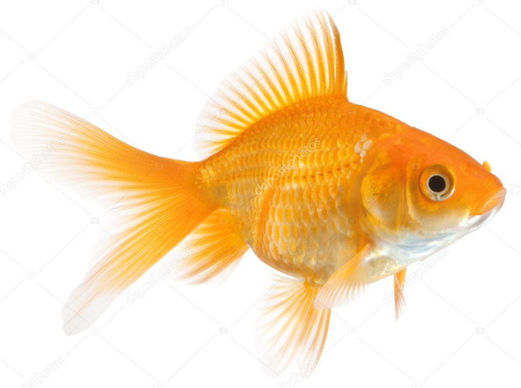 Single goldfish — Stock Photo © yoka66 #5305806