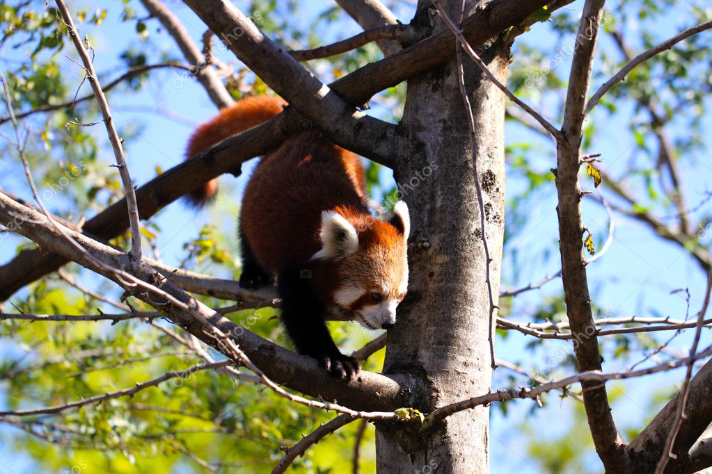 Red Panda climbing down tree. Ailurus fulgens — Stock Photo © cloudia ...