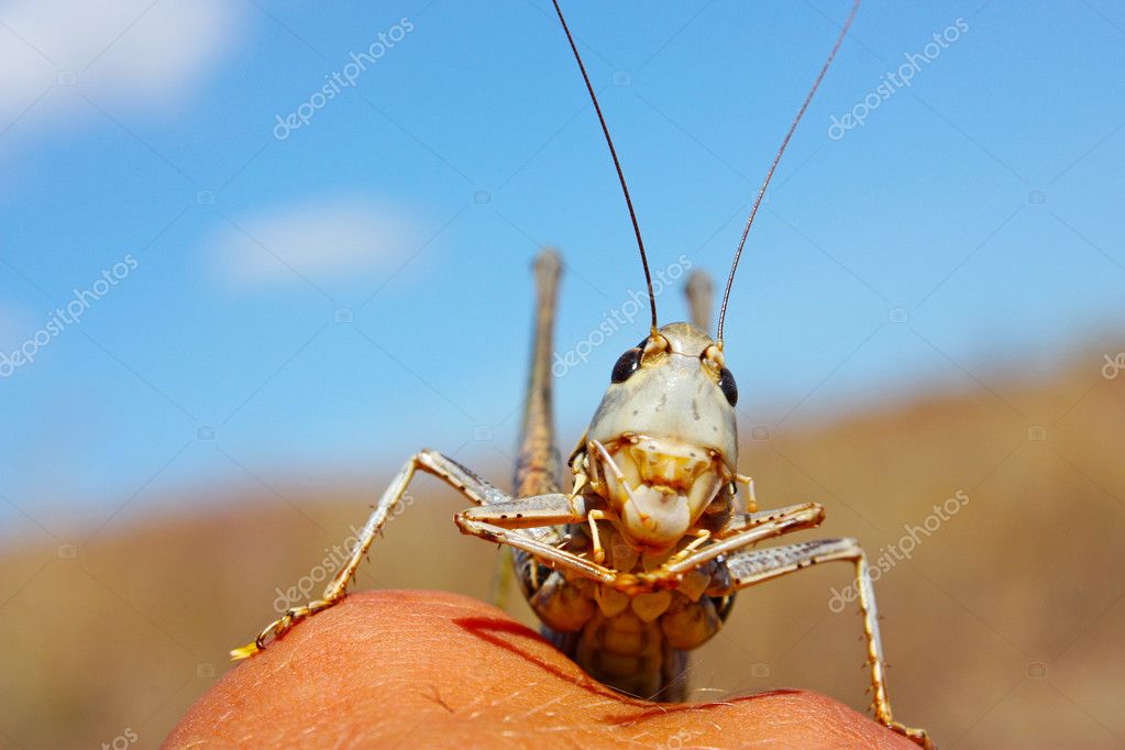 Gray smiling grasshopper — Stock Photo © Alexandra Lande #4989382