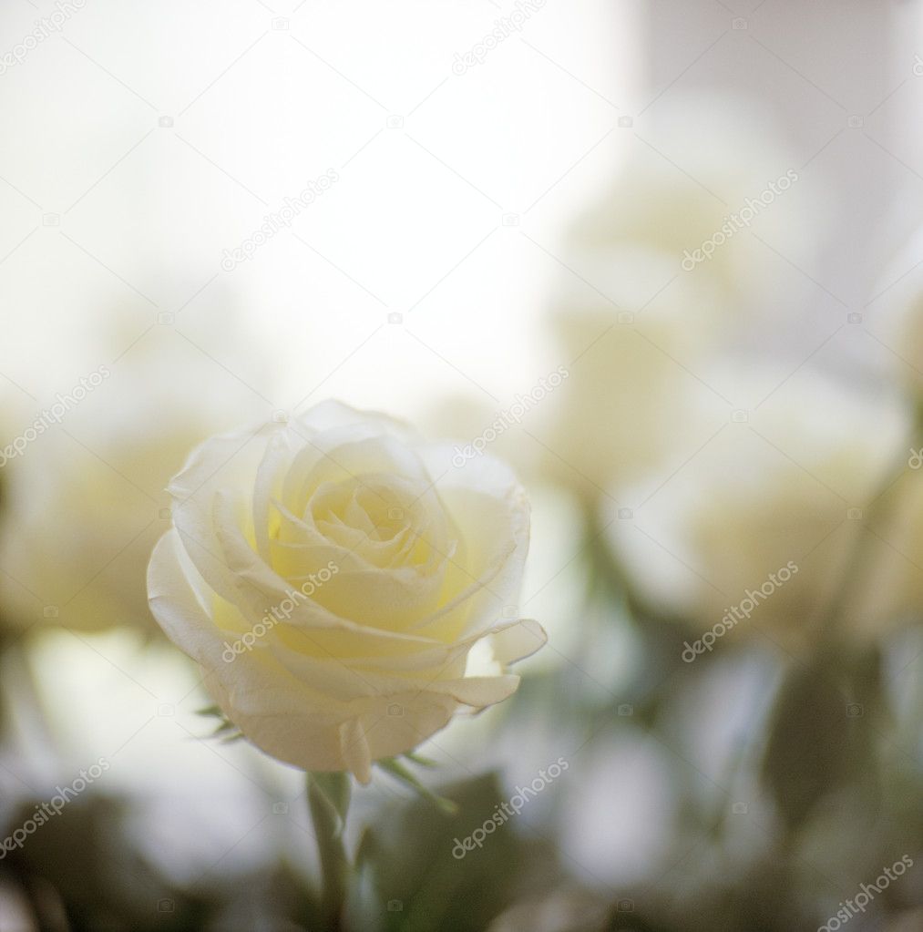 White rose. — Stock Photo © mshch1 #4435328