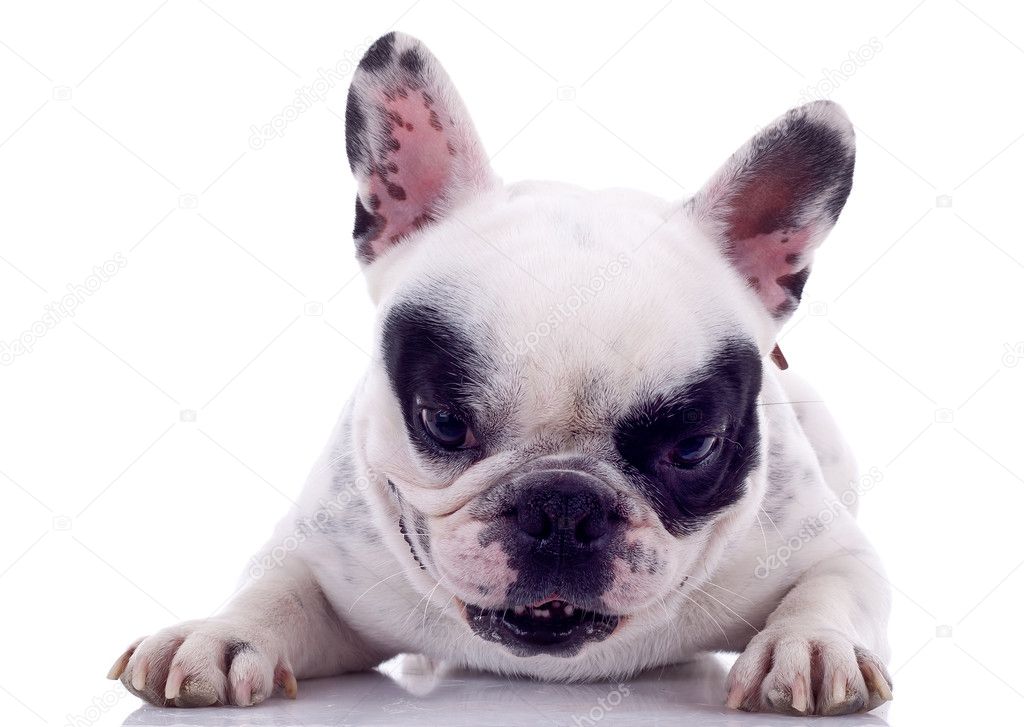 French Bulldog Stock Photo by ©feedough 4302541