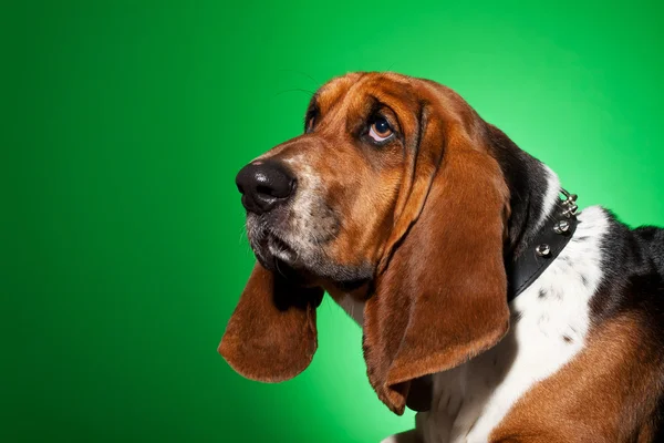 Sad looking basset hound's face Stock Photo by ©feedough 5122453