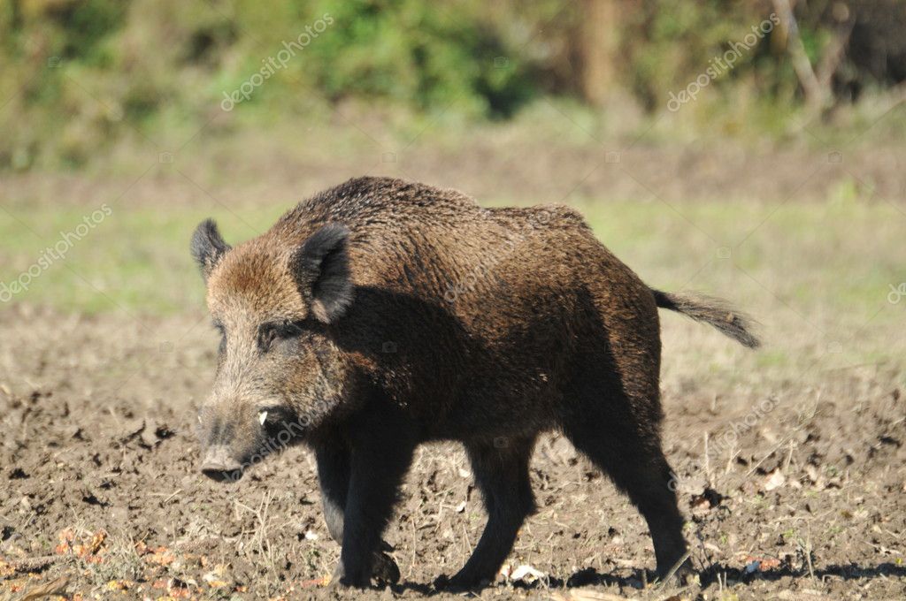 Wilde zwijnen ⬇ Stockfoto, rechtenvrije foto door © predrag1 #4341774