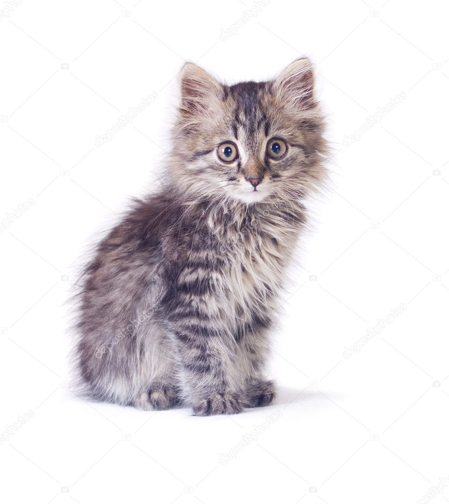 petit chaton assis — Photographie Genika © #4180790