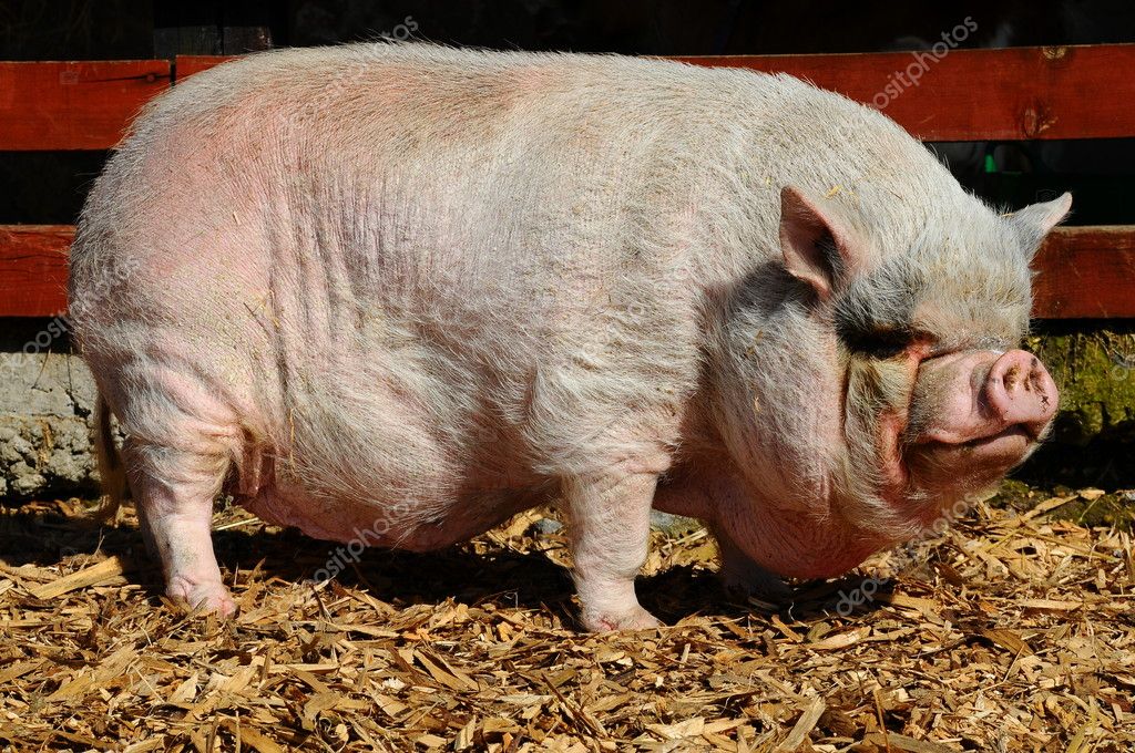Big Vietnamese pot-bellied pig — Stock Photo © petestock #5060401