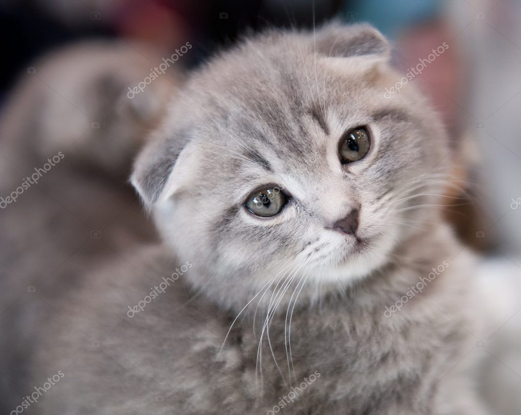 Pedigree cat Stock Photo by ©toxawww 5249722