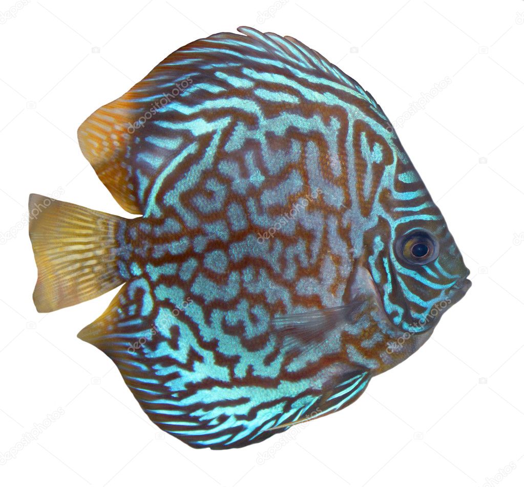 Blue Turquoise Discus Fish