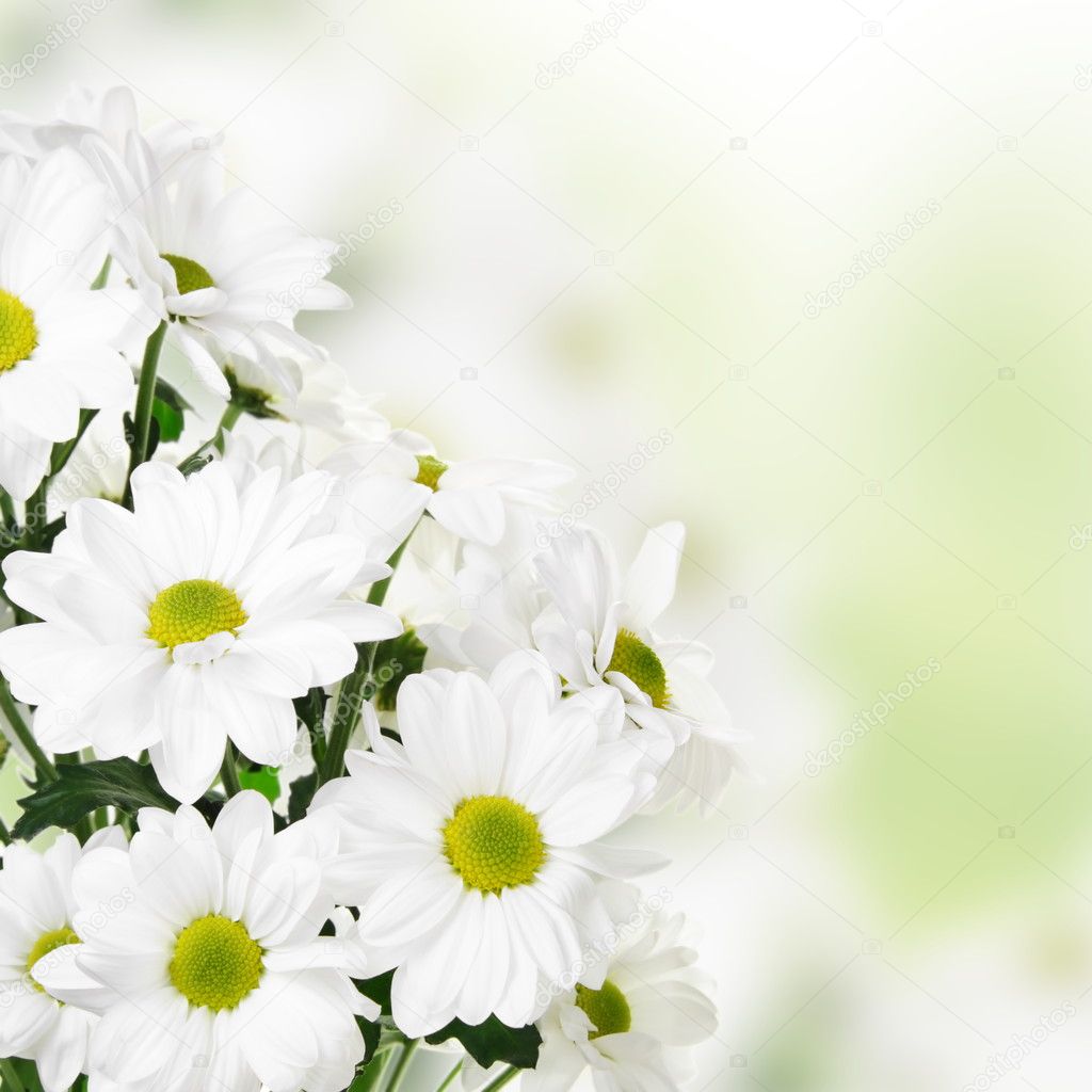 White Floral Flower Border — Stock Photo © nataliia #5187414