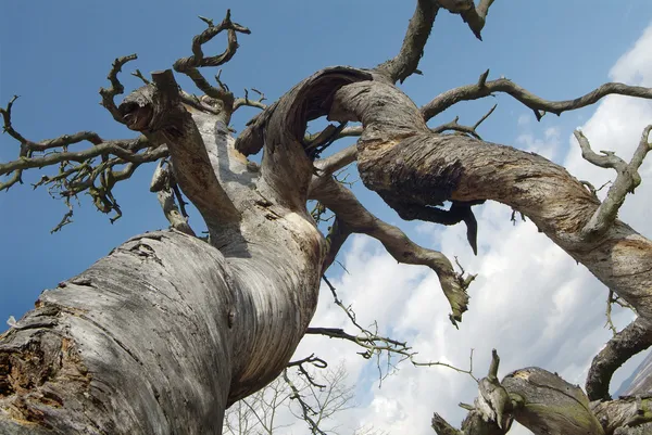 Deformed Stock Photos, Royalty Free Deformed Images | Depositphotos