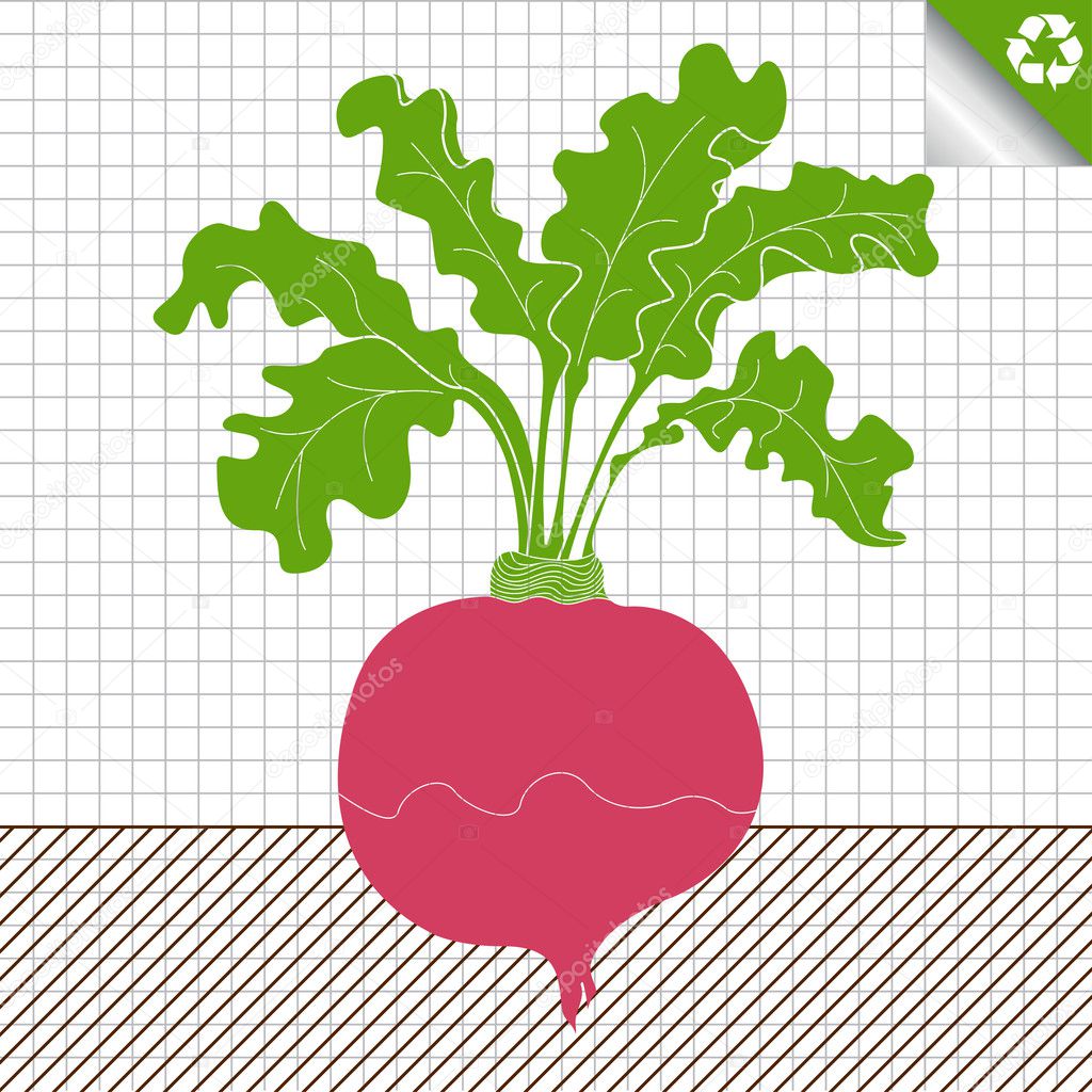 Beetroot vector background Stock Vector by ©krabata 4339196