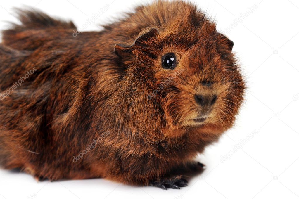 Brown guinea pig — Stock Photo © Taden1 #4675719
