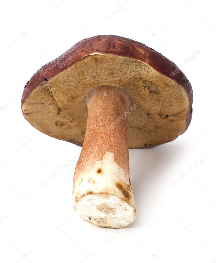 Jadalne grzyby borowik szlachetny na białym tle — Zdjęcie stockowe ...