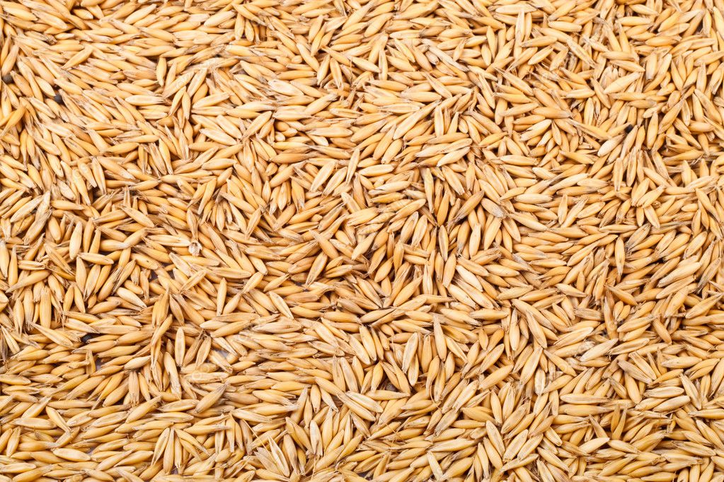 Images: oat crop | Crop of oats — Stock Photo © Telesh #4976595