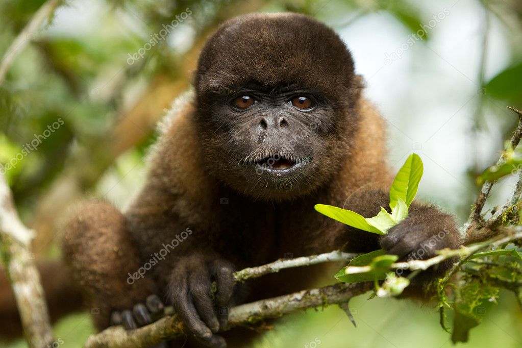 Chorongo Mono comiendo mirando directamente a la cámara ecuatoriana de ...