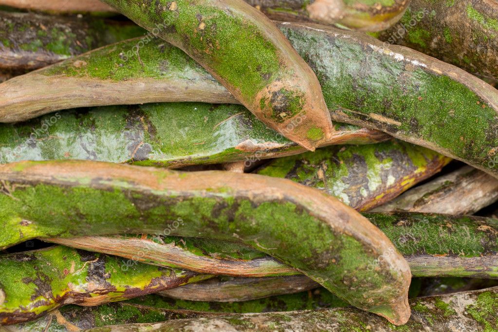 Inga es un género de árboles tropicales y arbustos Miembro de la ...