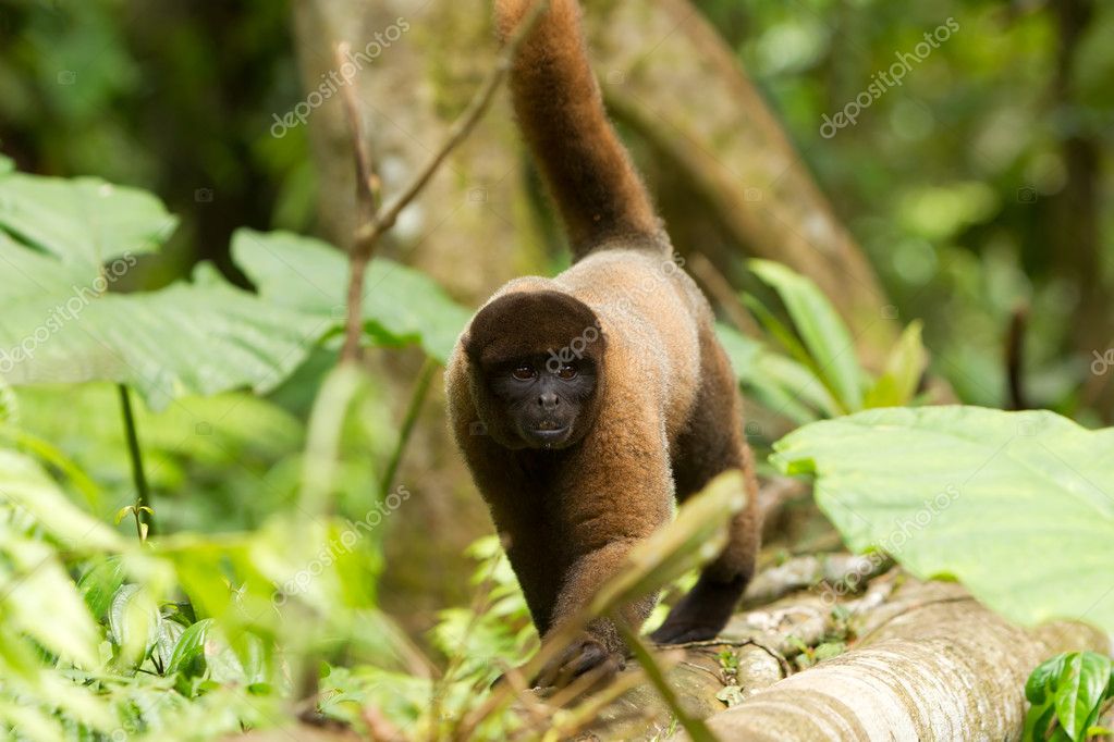 Mono de Chorongo salvaje: fotografía de stock © ammmit #5345759 ...