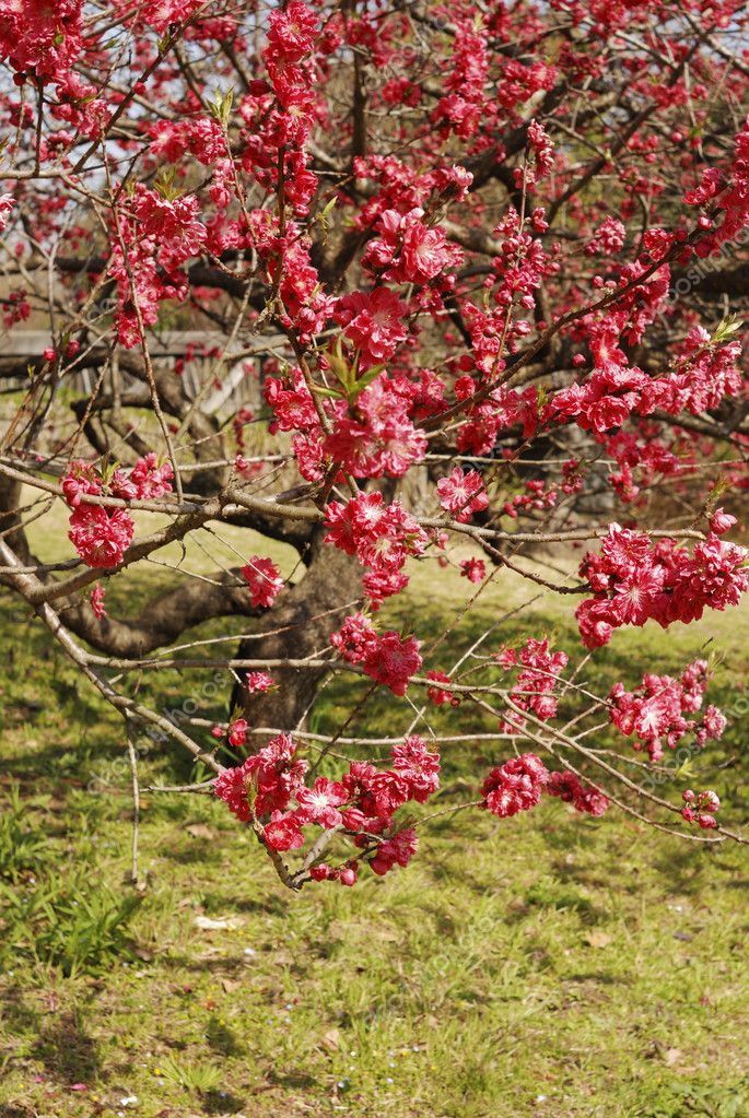 Blossom tree Stock Photo by ©yurizap 4162512