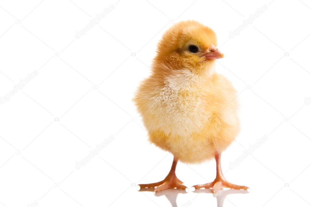 Kis csirke állat elszigetelt fehér — Stock Fotó © mathom #4834878