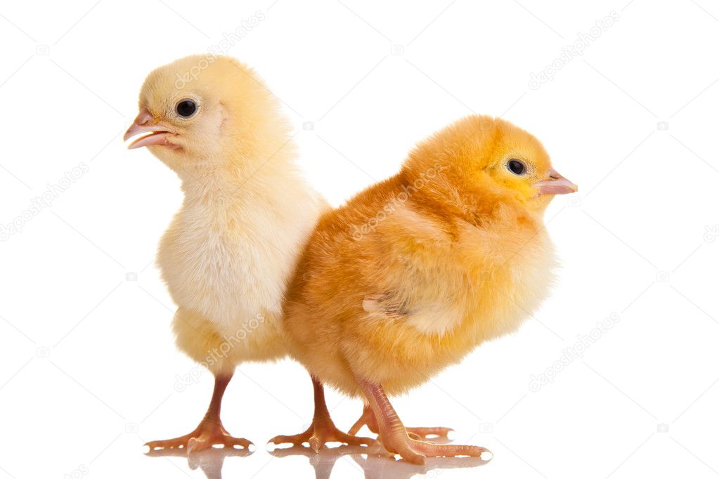 Klein kip dier geïsoleerd op wit — Stockfoto © mathom #4834903