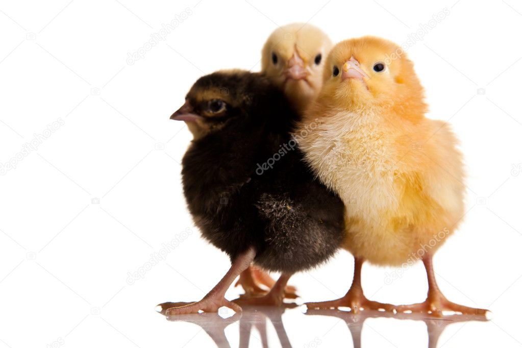 Liten kyckling djur isolerad på vit — Stockfotografi © mathom #4834908